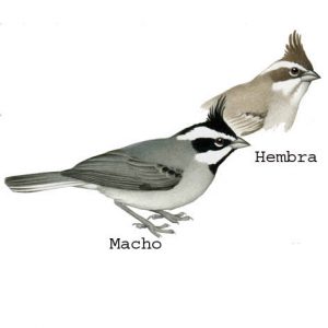 SOLDADITO CHAQUEÑO – Aves Argentinas