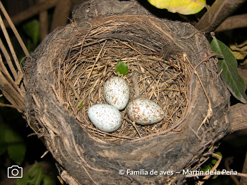 Zorzal Colorado – Aves Argentinas