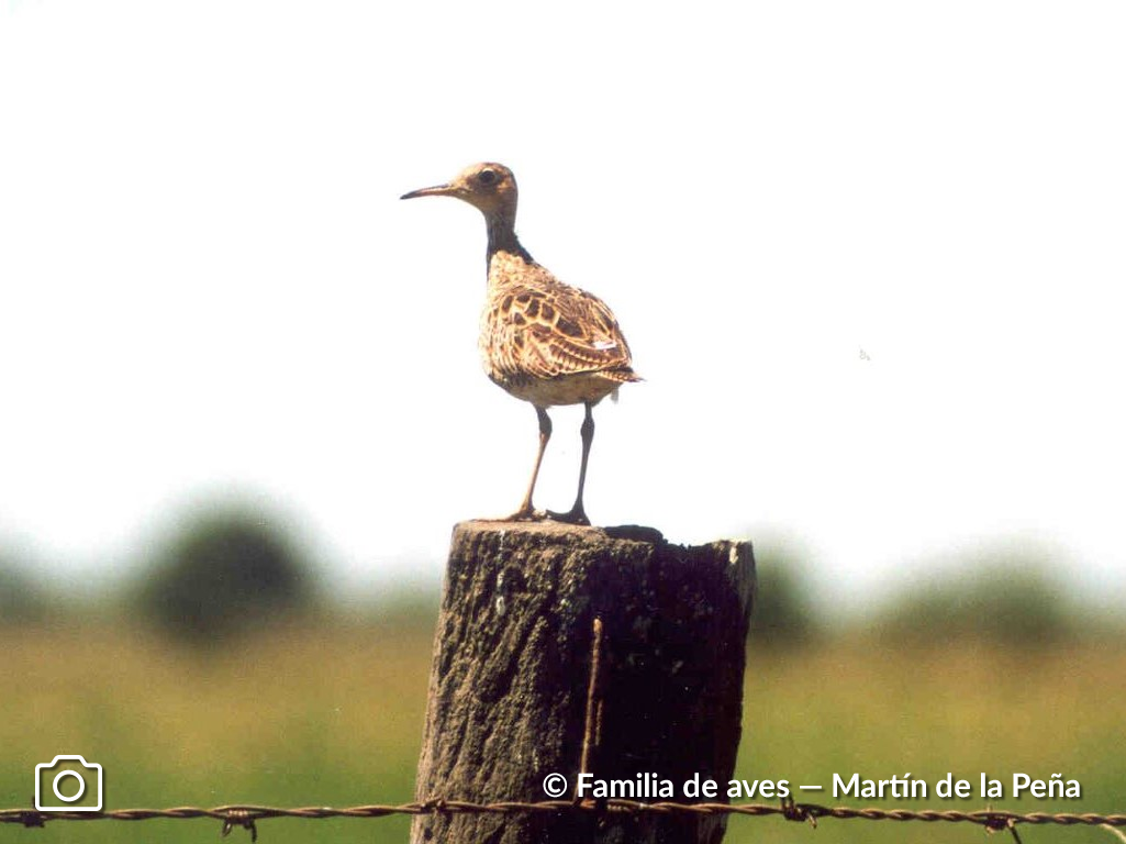 BATITÚ – Aves Argentinas