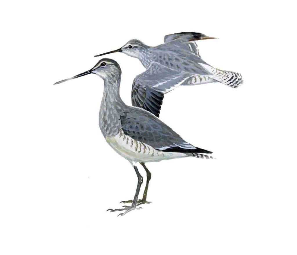 BATITÚ – Aves Argentinas