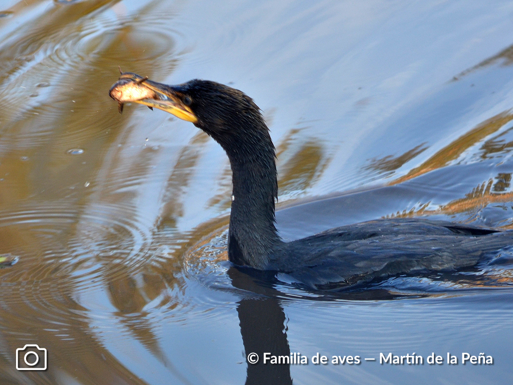BIGUÁ – Aves Argentinas