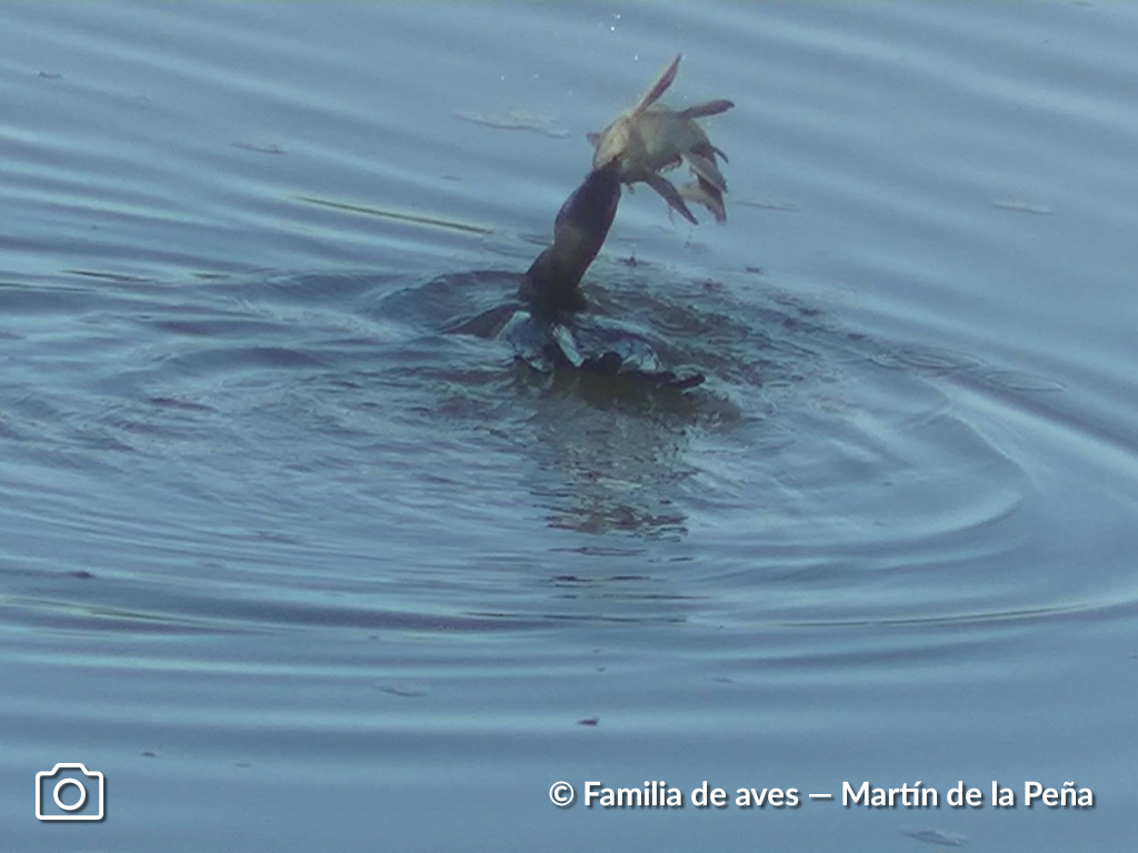 BIGUÁ – Aves Argentinas