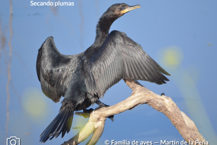 BIGUÁ – Aves Argentinas