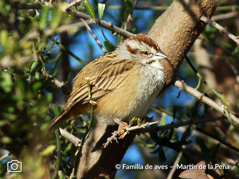 CACHILO CHAQUEÑO – Aves Argentinas