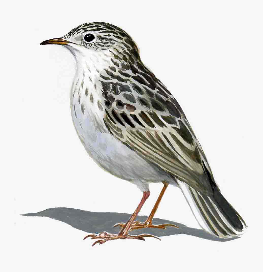 CACHIRLA TRINADORA – Aves Argentinas