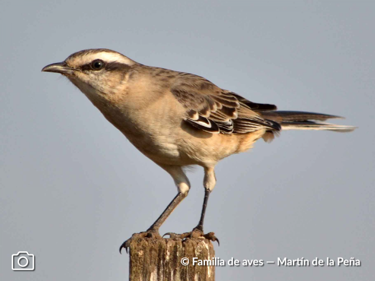 CALANDRIA GRANDE – Aves Argentinas
