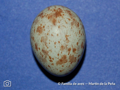 Huevos – Aves Argentinas