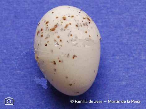 Huevos – Aves Argentinas