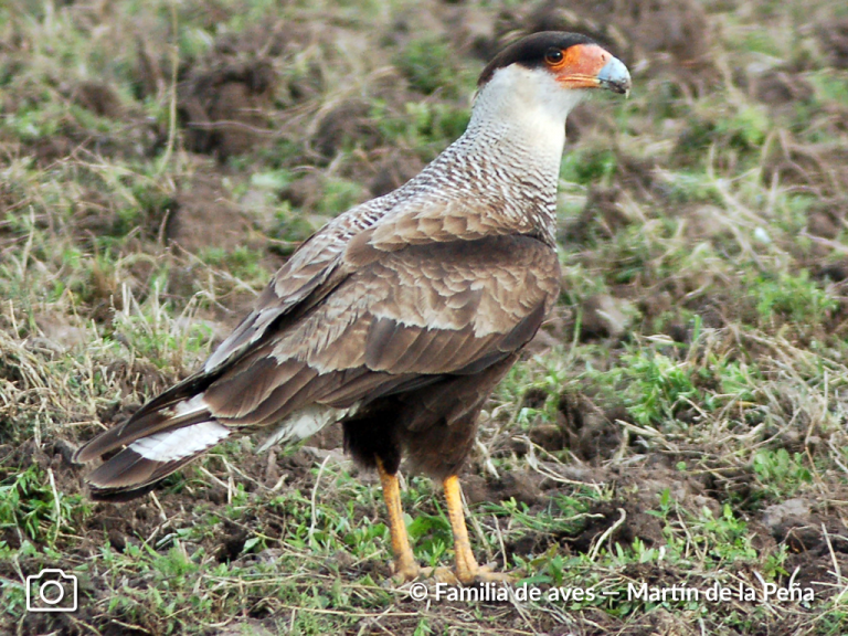 CARANCHO – Aves Argentinas