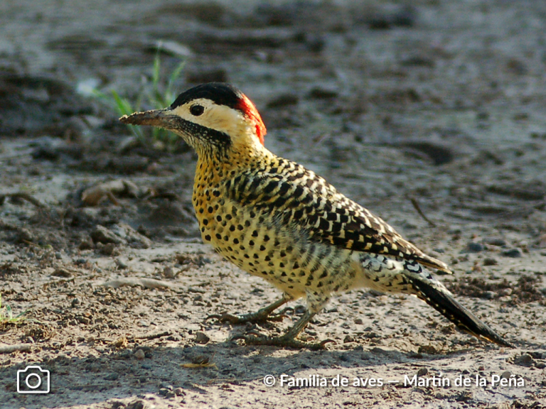 CARPINTERO REAL – Aves Argentinas
