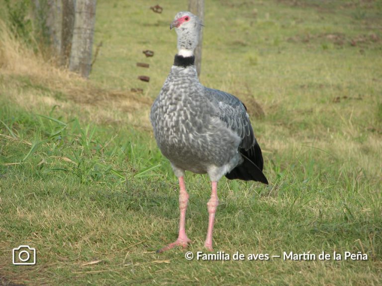 CHAJÁ – Aves Argentinas