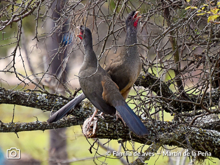 CHARATA – Aves Argentinas