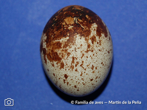 Huevos – Aves Argentinas