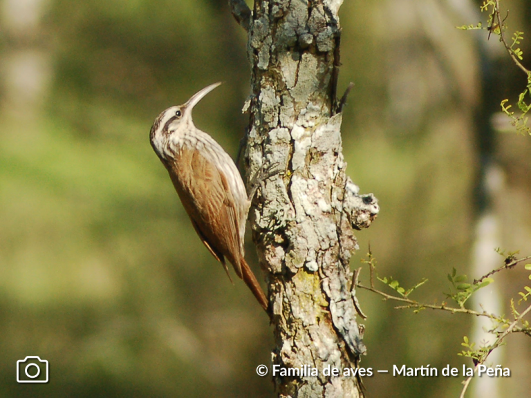 CHINCHERO CHICO – Aves Argentinas