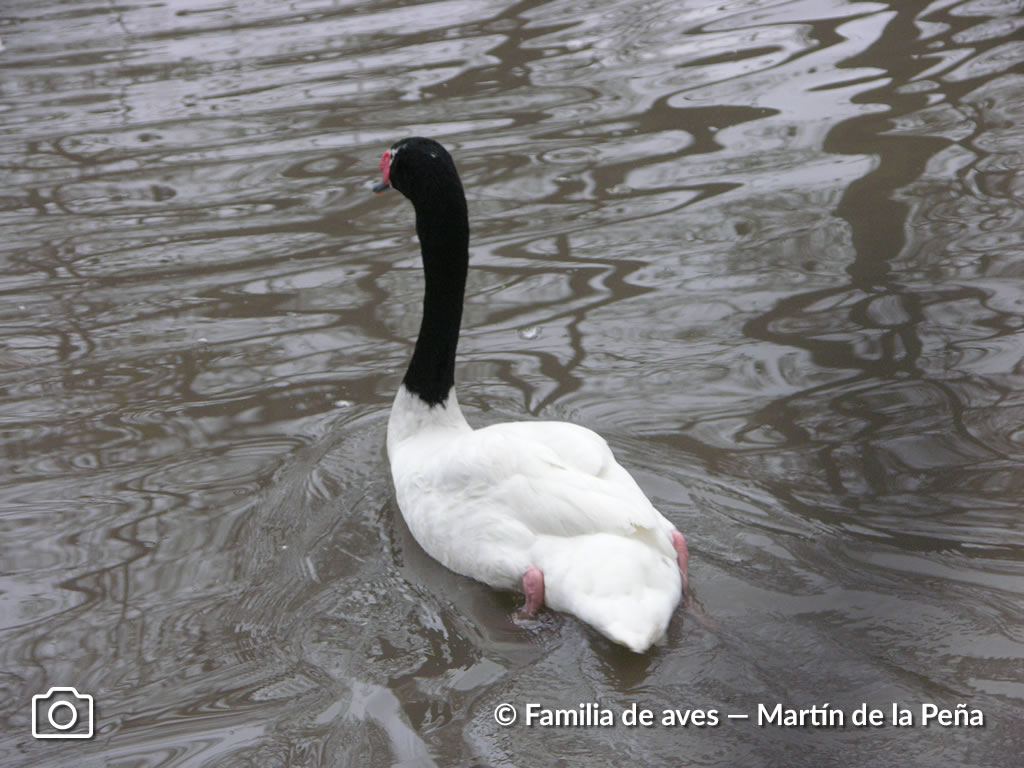 CISNE CUELLO NEGRO – Aves Argentinas