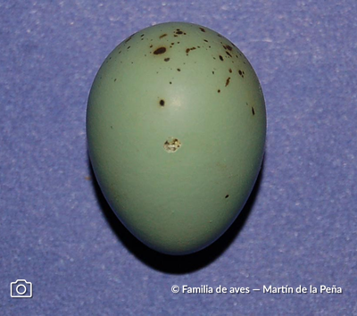 Huevos – Aves Argentinas