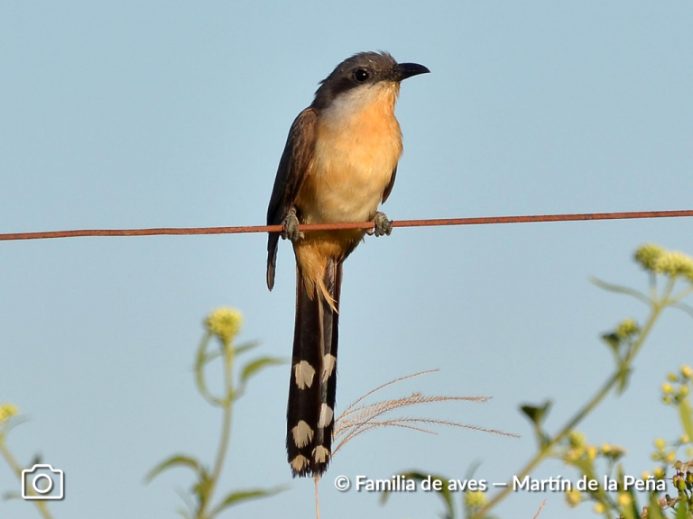 CUCLILLO CANELA – Aves Argentinas