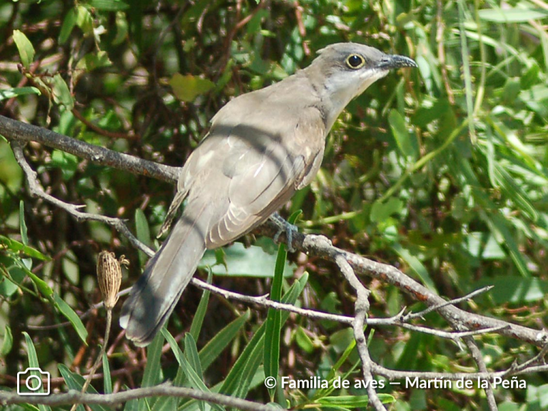 CUCLILLO CHICO – Aves Argentinas