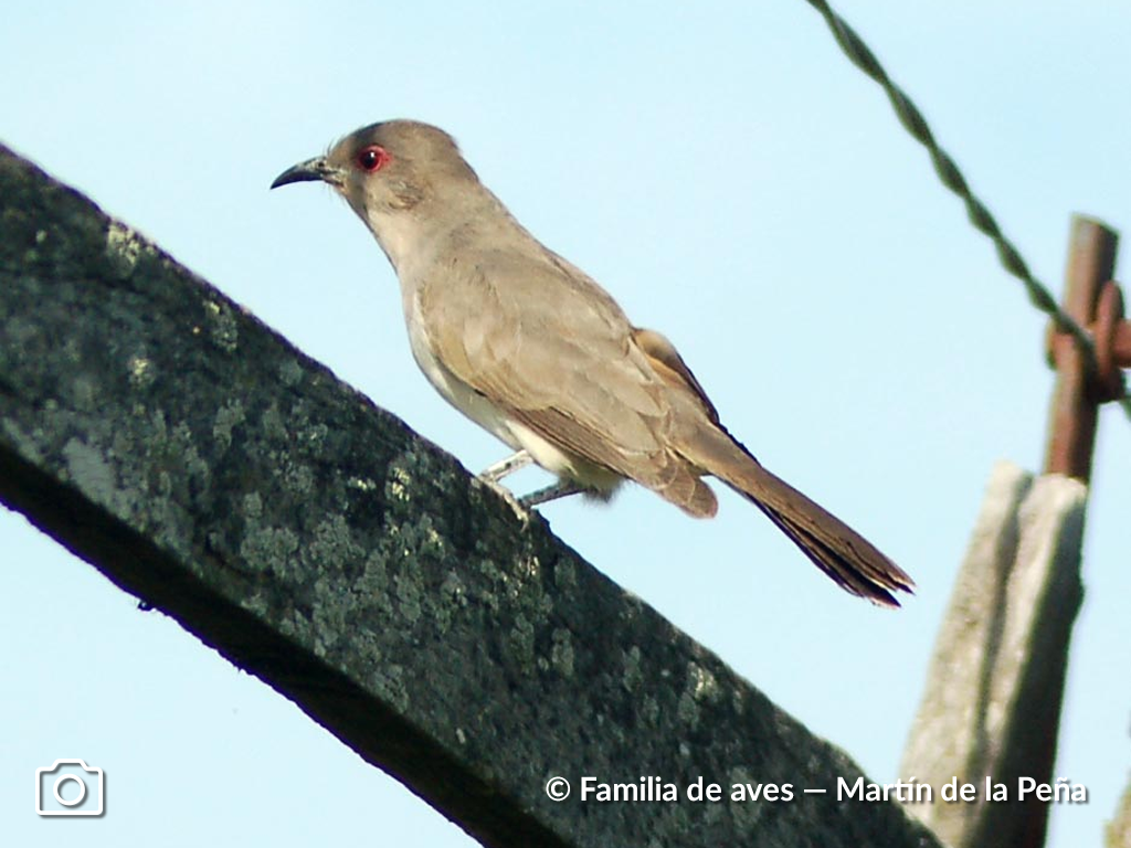 CUCLILLO CHICO – Aves Argentinas