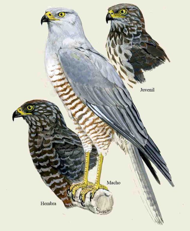 GAVILÁN CENICIENTO – Aves Argentinas