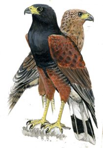 GAVILÁN MIXTO – Aves Argentinas