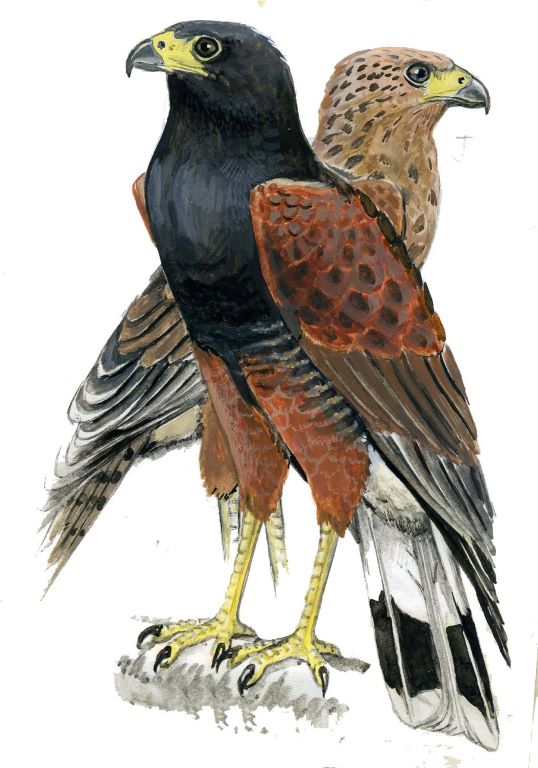 GAVILÁN MIXTO – Aves Argentinas