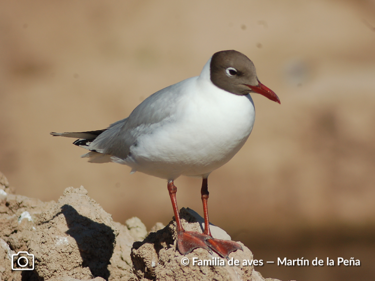 GAVIOTA CAPUCHO CAFÉ – Aves Argentinas