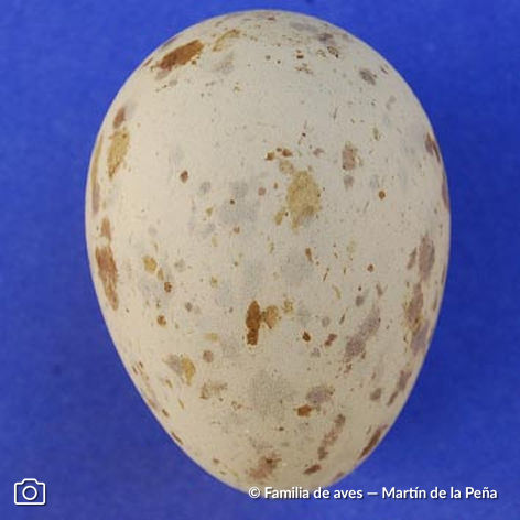 Huevos – Aves Argentinas