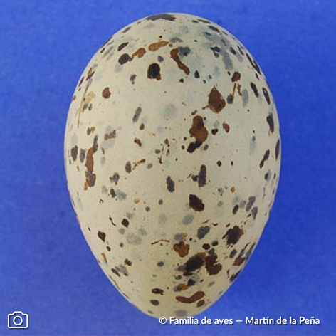 Huevos – Aves Argentinas