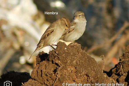 GORRIÓN – Aves Argentinas