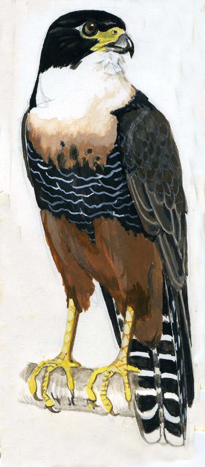 HALCÓN NEGRO CHICO – Aves Argentinas