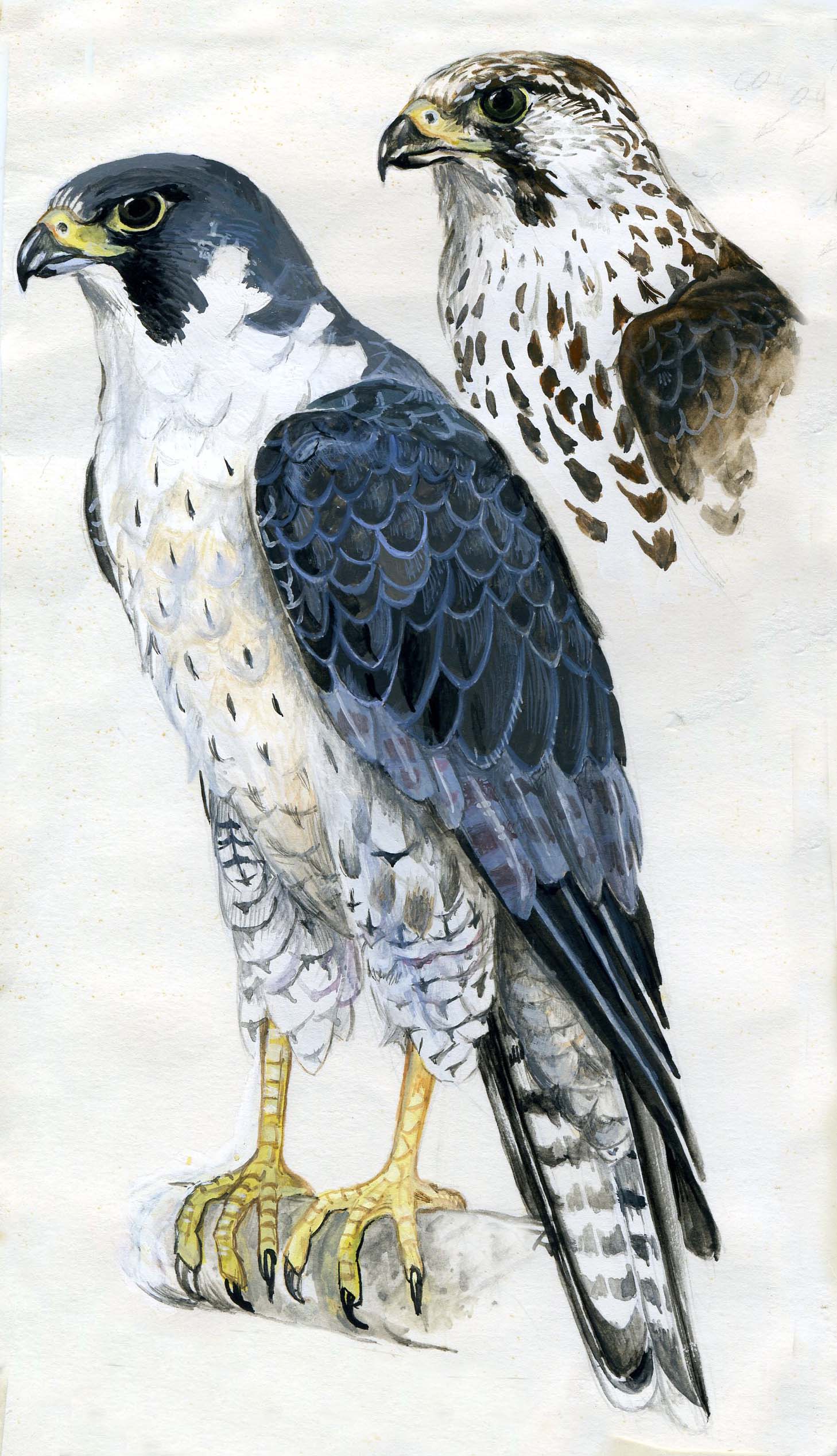 HALCÓN PEREGRINO – Aves Argentinas