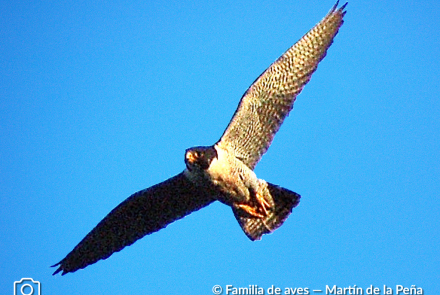 HALCÓN PEREGRINO – Aves Argentinas