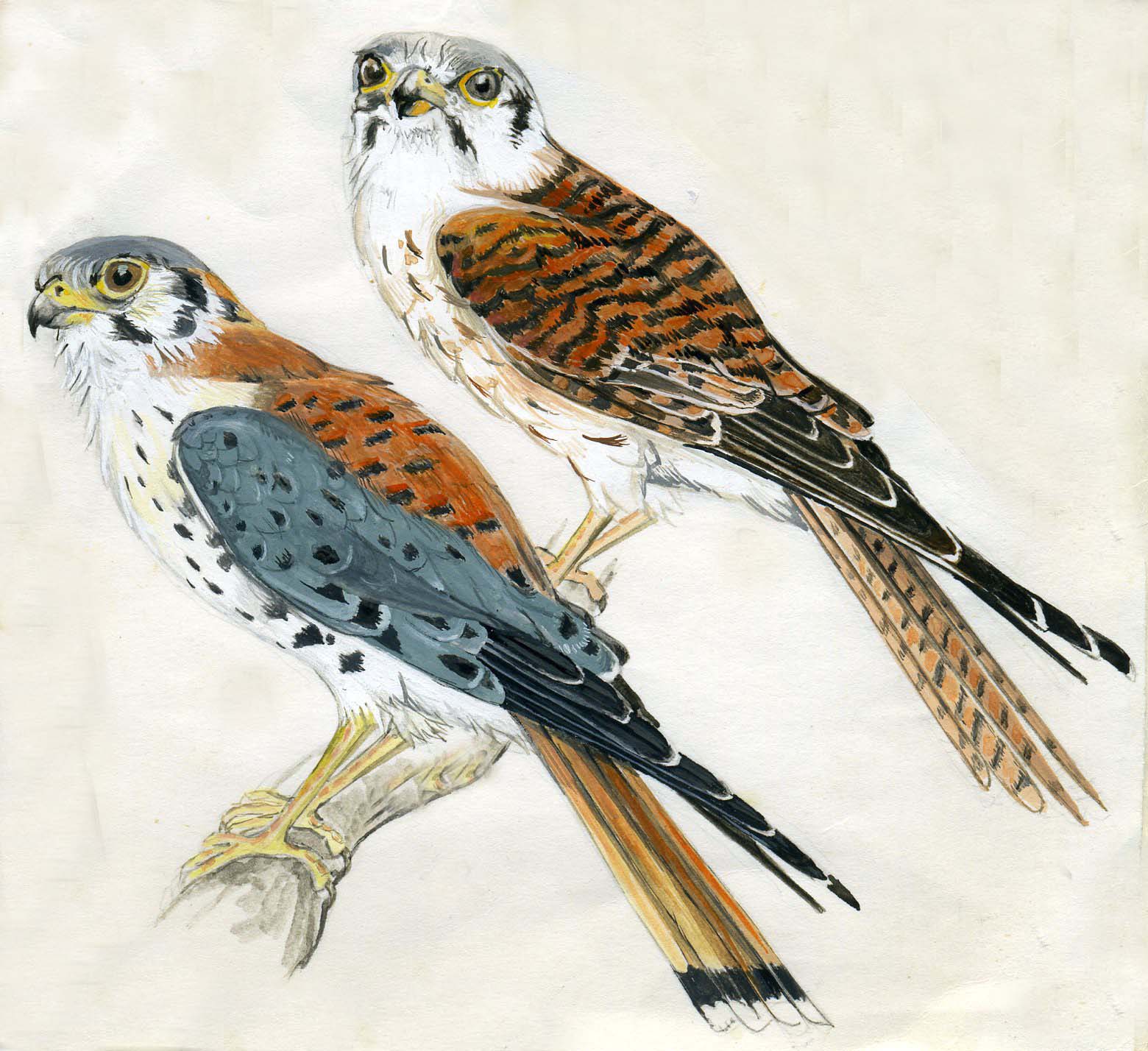 HALCONCITO COLORADO – Aves Argentinas