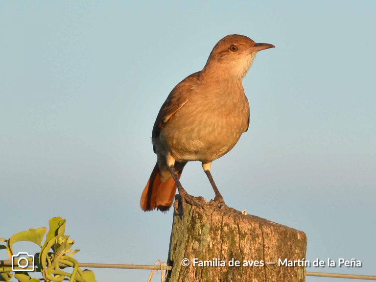 HORNERO – Aves Argentinas