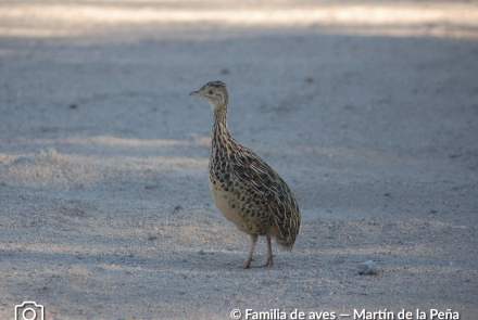 INAMBÚ CAMPESTRE – Aves Argentinas