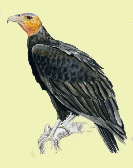 JOTE CABEZA AMARILLA – Aves Argentinas