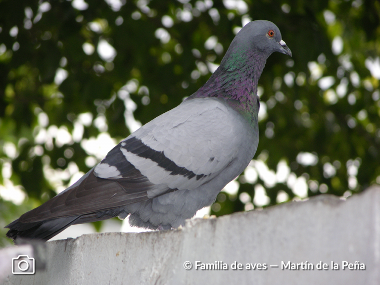 PALOMA DOMÉSTICA – Aves Argentinas
