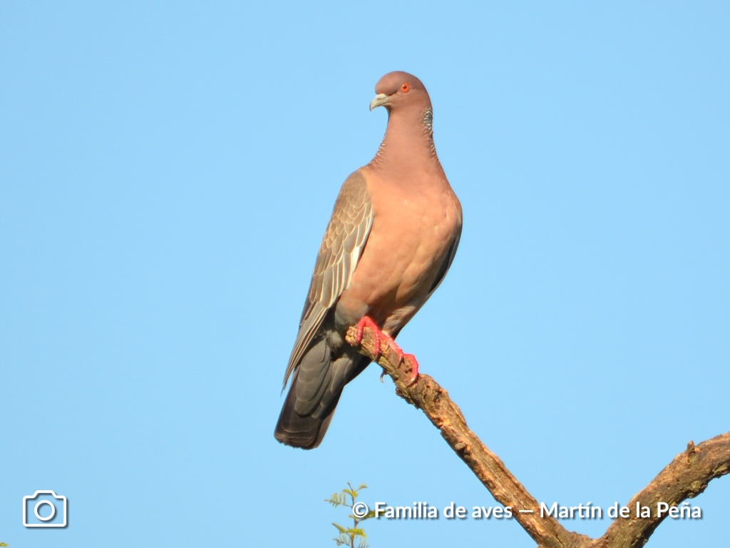 PALOMA PICAZURÓ – Aves Argentinas