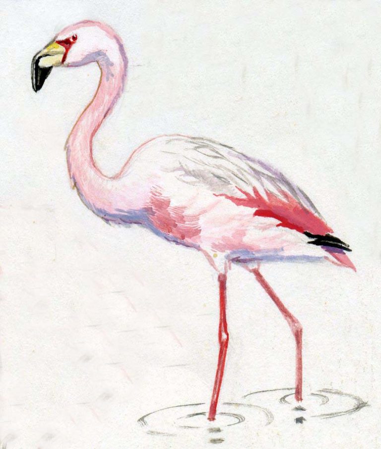 PARINA CHICA – Aves Argentinas