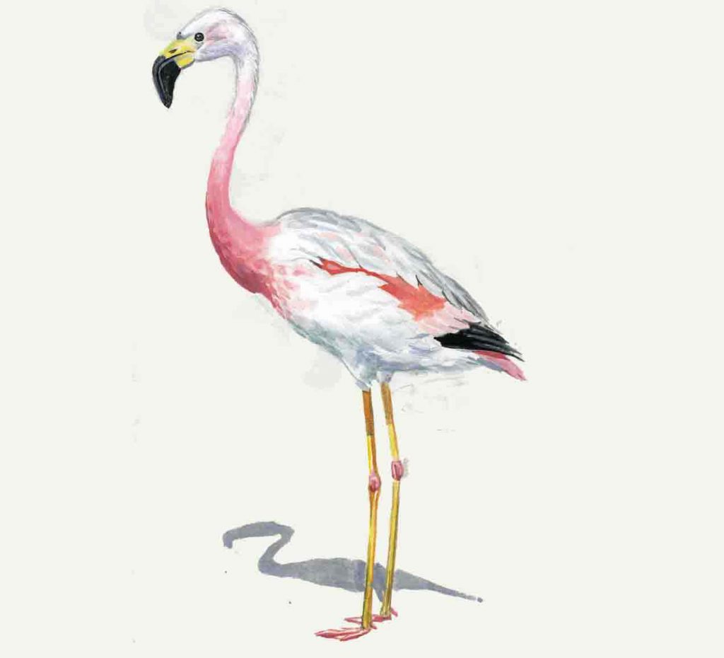 PARINA GRANDE – Aves Argentinas