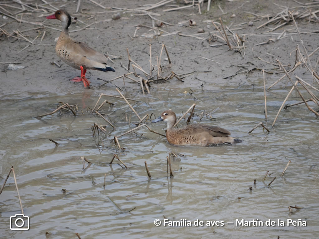 PATO CUTIRÍ – Aves Argentinas