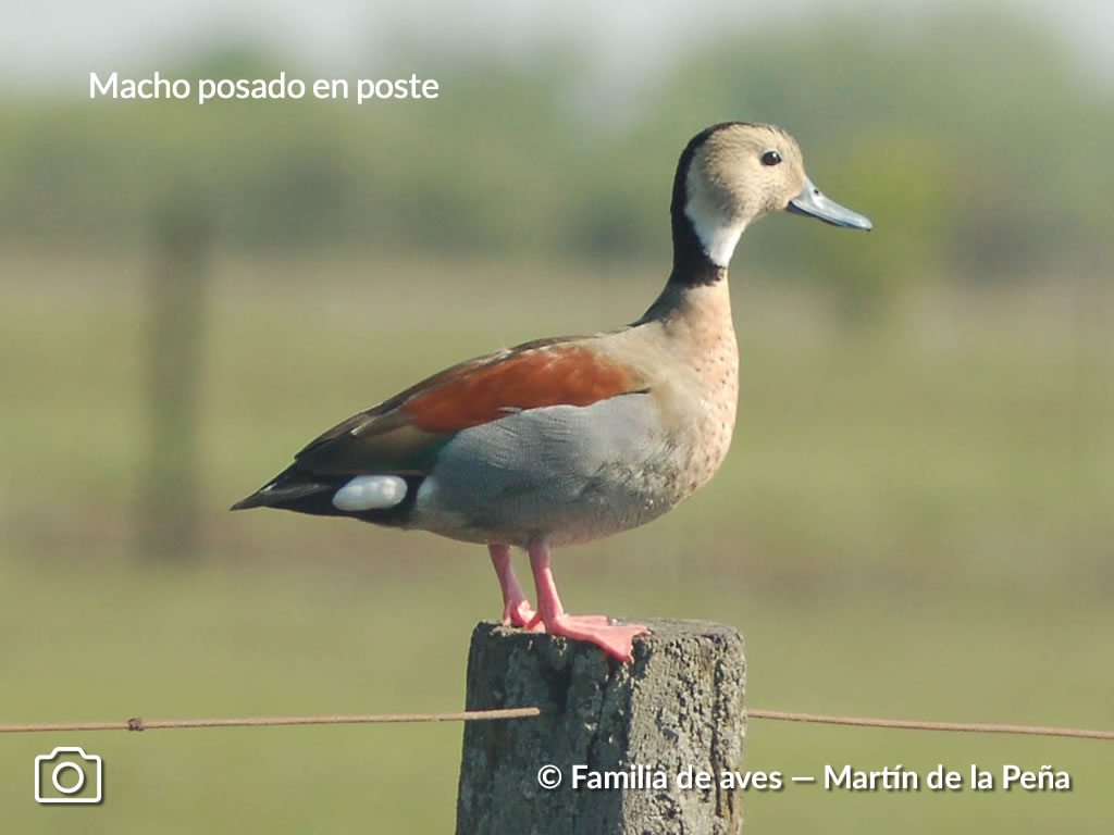 PATO DE COLLAR – Aves Argentinas