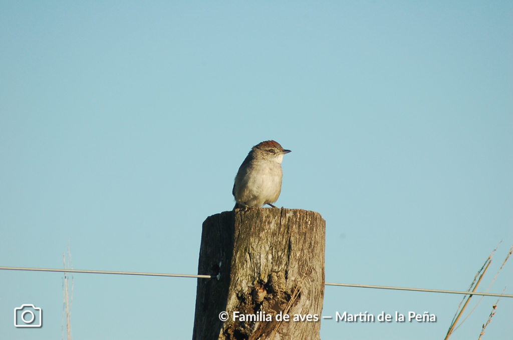 PIJUÍ COLA PARDA – Aves Argentinas