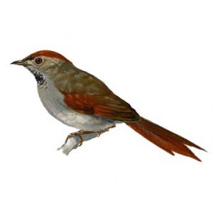 PIJUÍ FRENTE GRIS – Aves Argentinas