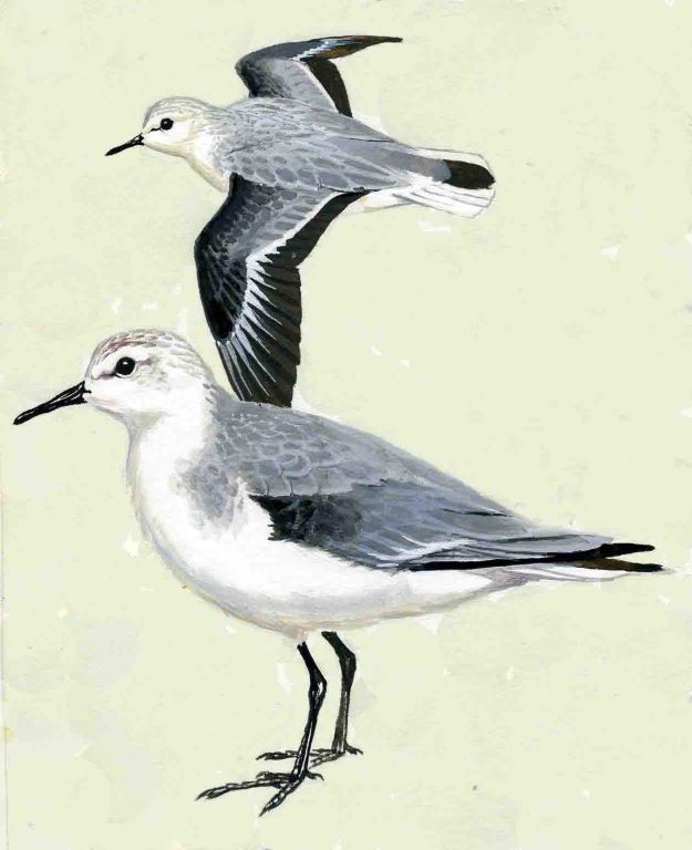 PLAYERITO BLANCO – Aves Argentinas