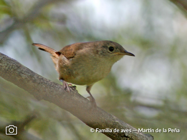 RATONA – Aves Argentinas