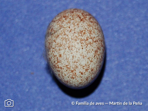 Huevos – Aves Argentinas