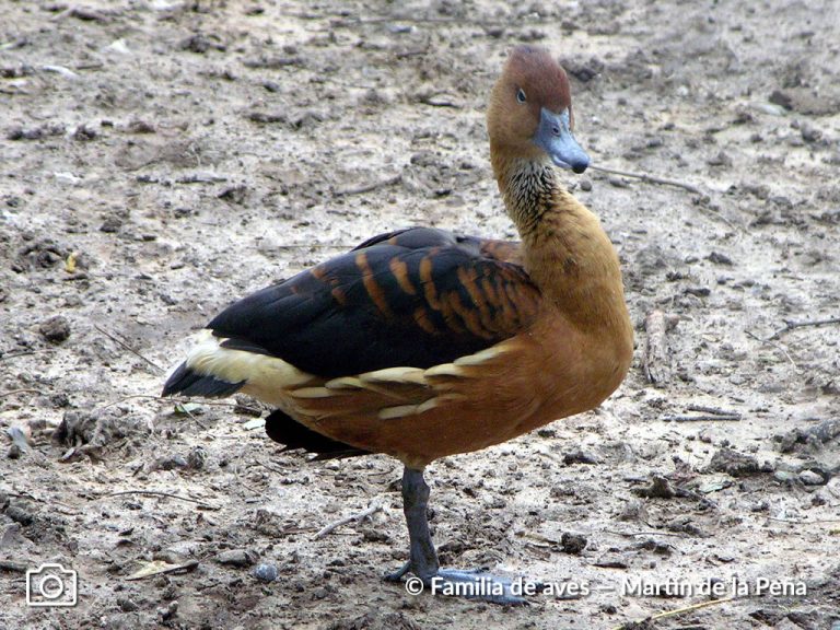 SIRIRÍ COLORADO – Aves Argentinas