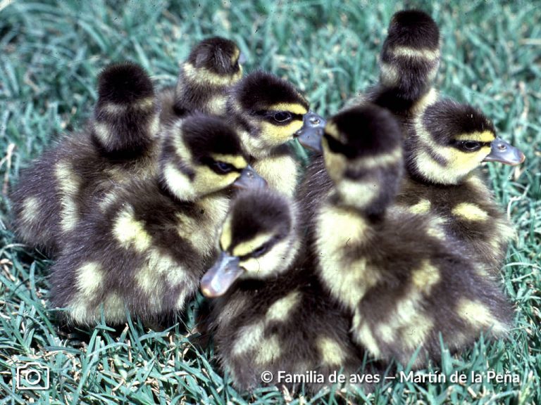 Pichones – Aves Argentinas